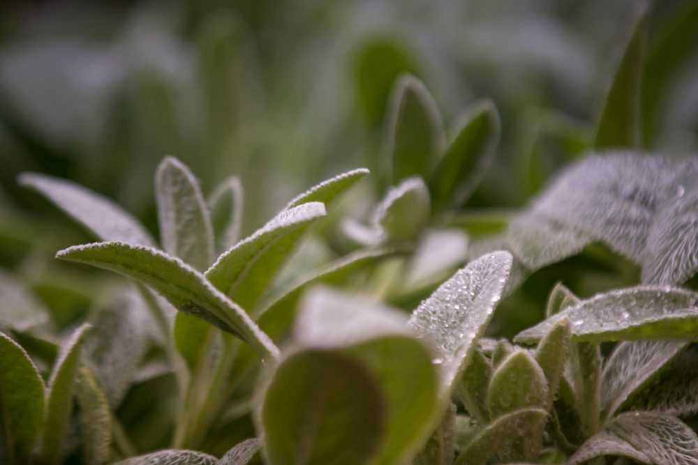 Ten Houseplants That Are Easy To Care For - Tomorrow's World Today®