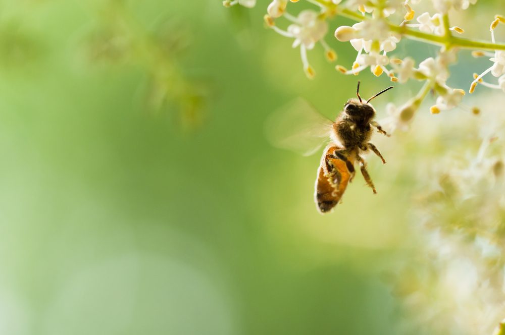 Robot Bees... On Mars? - Tomorrow's World Today®