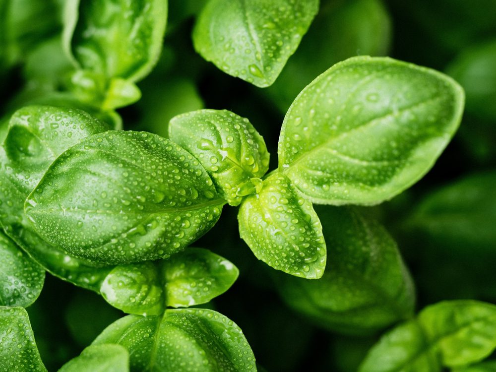 Regrow Your Vegetables - Tomorrow's World Today®