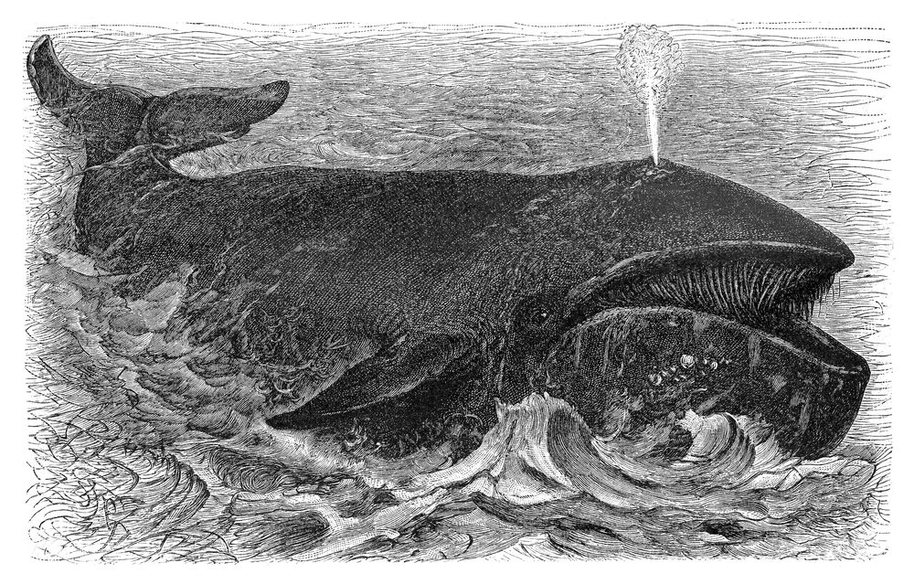 The Beauty of Bowhead Whales - Tomorrow's World Today®