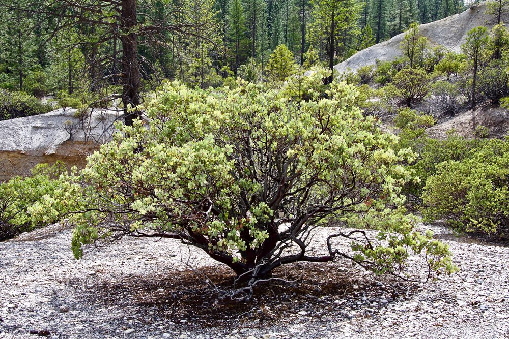 The Five Rarest Plants in the World - Tomorrow's World Today®