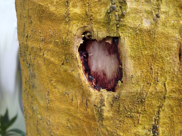 The Wonder of the Dragon's Blood Tree - Tomorrow's World Today®