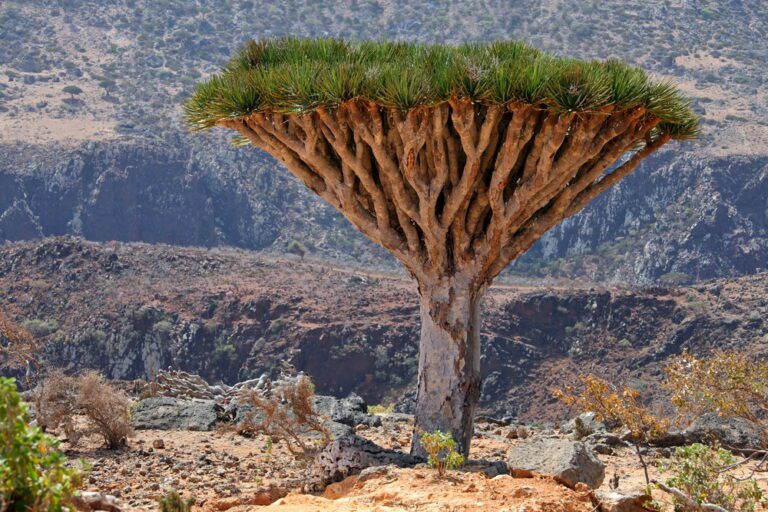 The Wonder of the Dragon's Blood Tree - Tomorrow's World Today®