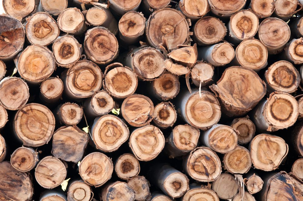 Asia Pulp and Paper and Sustainable Forestry - Tomorrow's World Today®