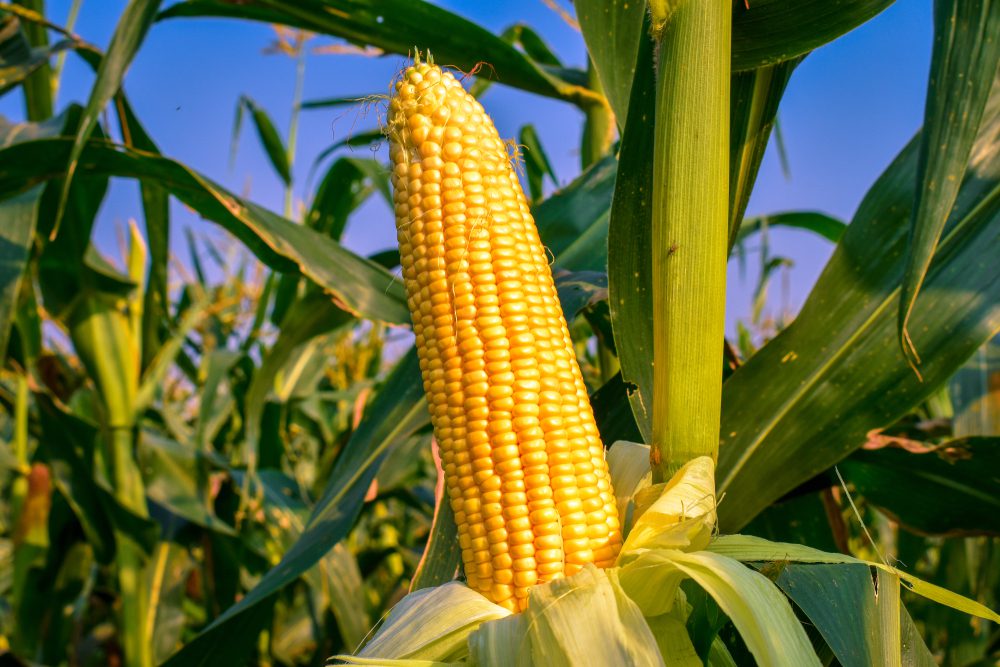 Corn Stover & The Future of Biofuels - Tomorrow's World Today®
