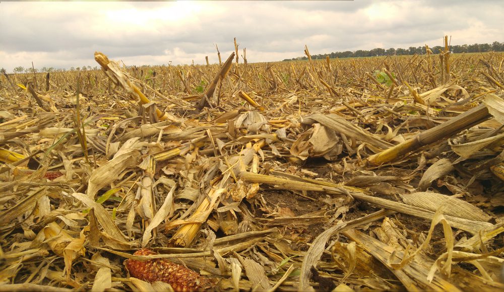 Corn Stover & The Future of Biofuels - TOMORROW’S WORLD TODAY®