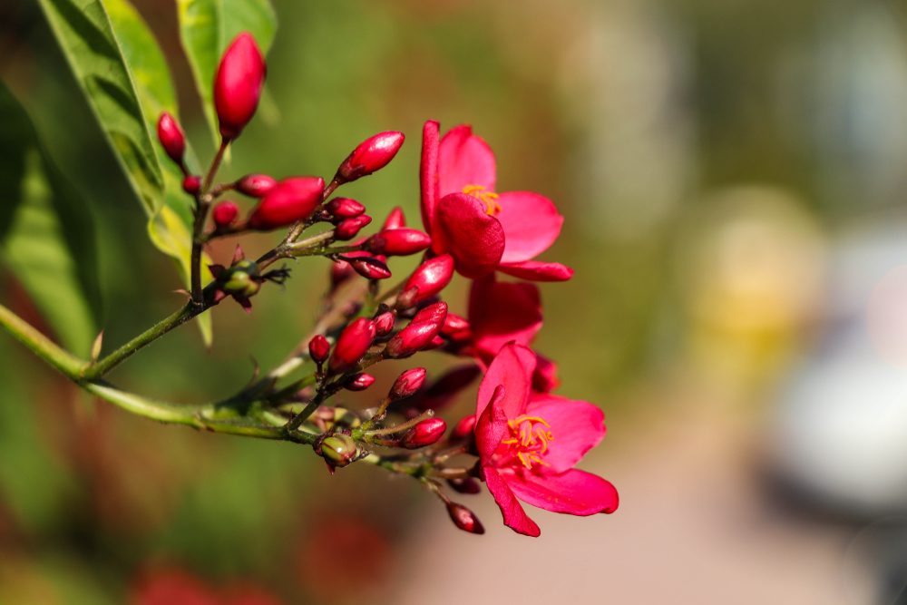 Episode 310: All About Energy Crops - Tomorrow's World Today®