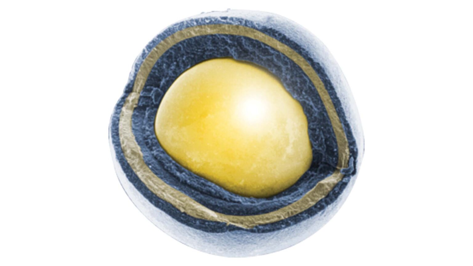 Preliminary Design of TRISO-X Fuel Plant Completed - Tomorrow's World ...