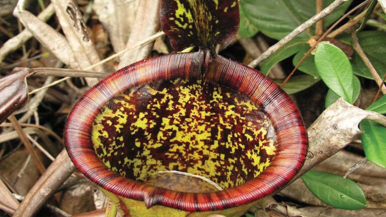 Four of the World's Rarest Plants - Tomorrow's World Today®