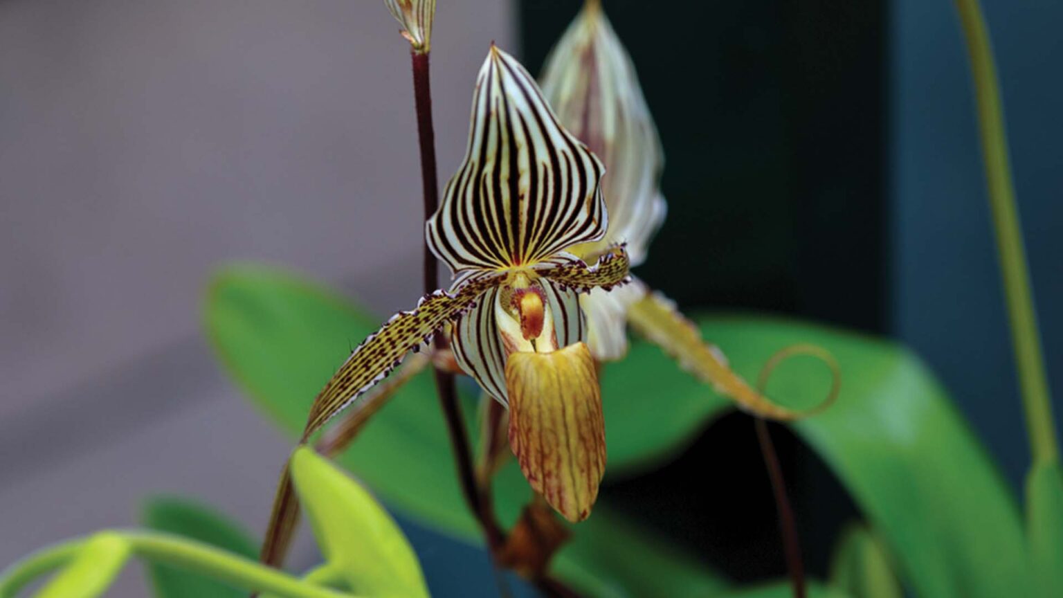 Four of the World's Rarest Plants - Tomorrow's World Today®