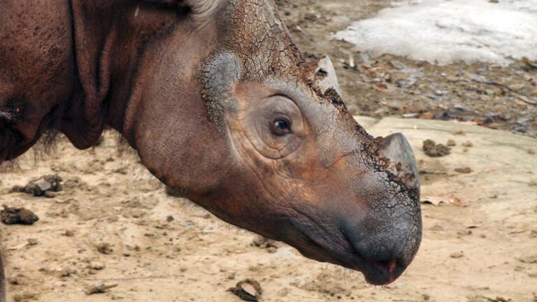 Four Rare Animals Around the World - Tomorrow's World Today®