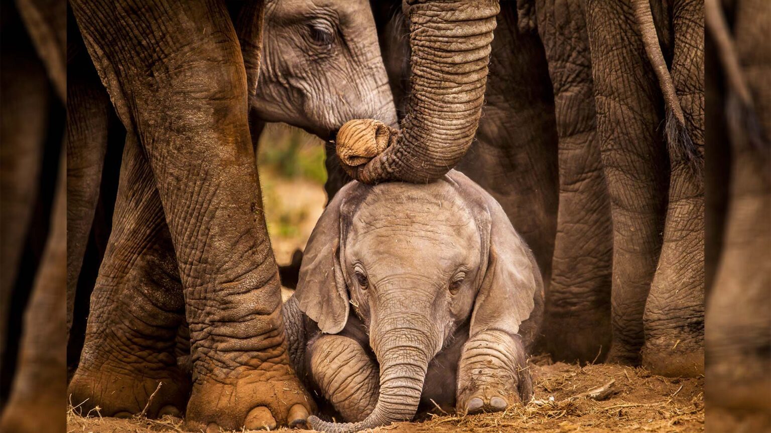 How AI Technology Can Help Us Talk To Animals - Tomorrow's World Today®