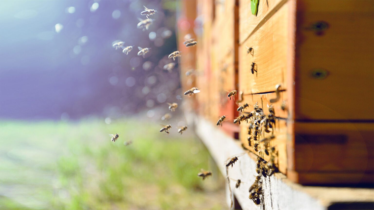 How AI Technology Can Help Us Talk To Animals - Tomorrow's World Today®
