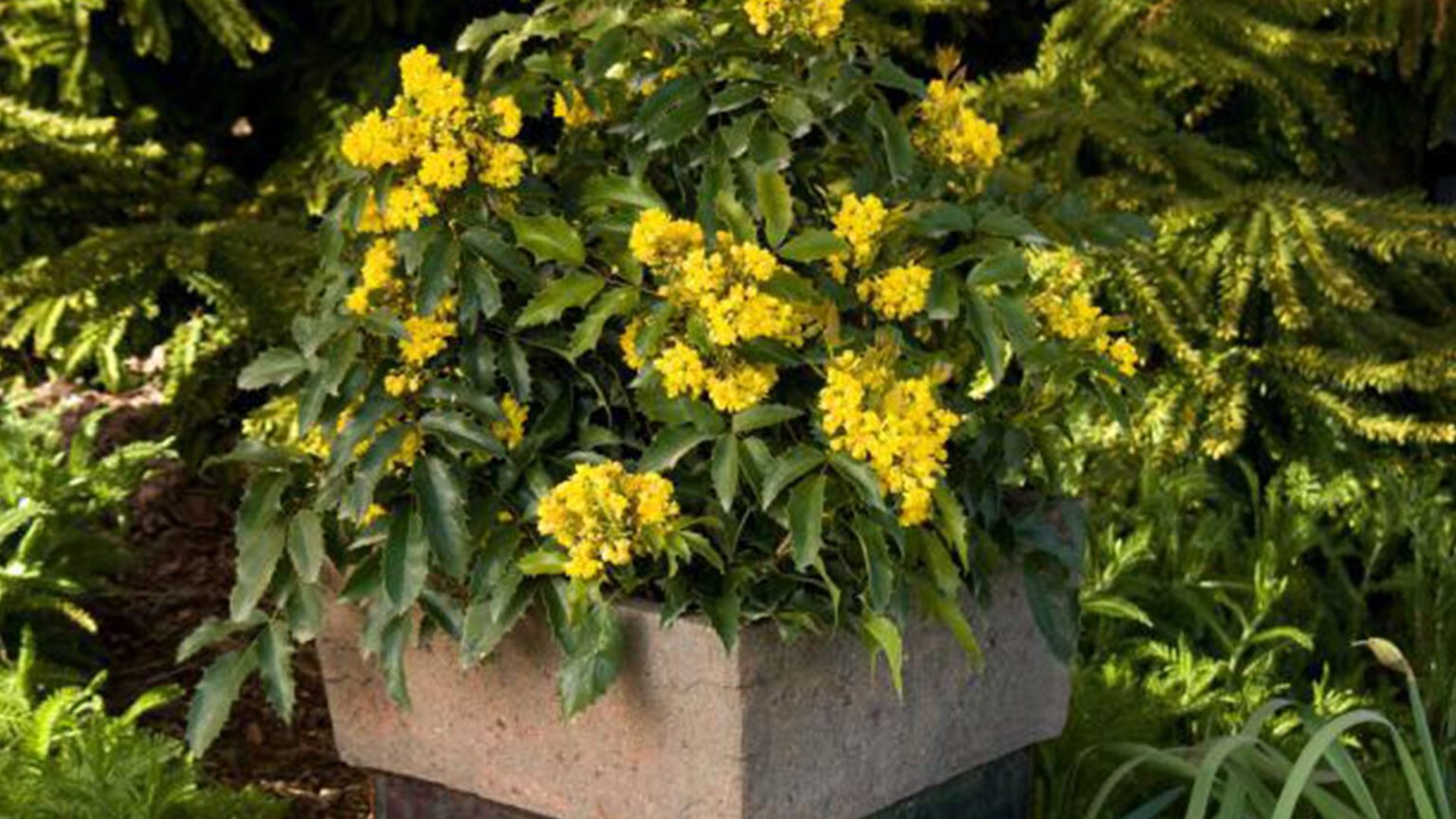 6 Indoor and Outdoor Winter Plants - Tomorrow's World Today®