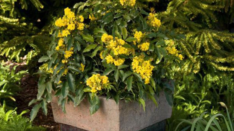 6 Indoor and Outdoor Winter Plants - Tomorrow's World Today®