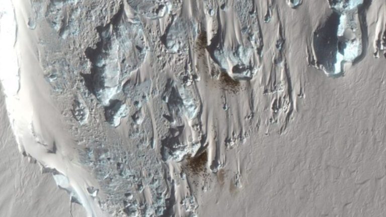 Scientists Discover Emperor Penguin Colony in Antarctica - Tomorrow's ...