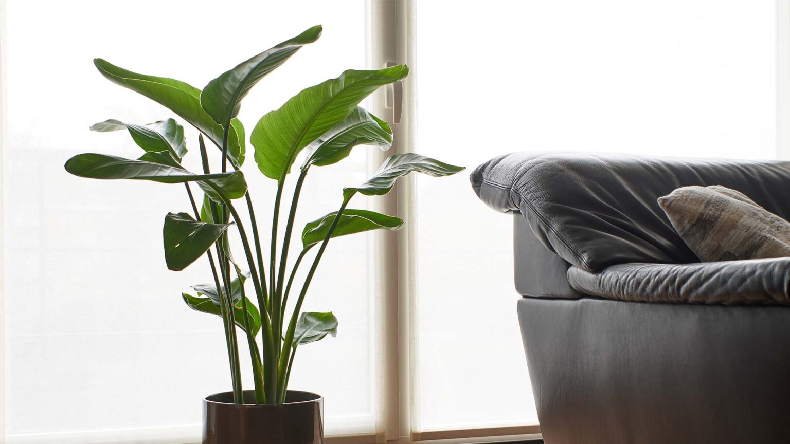 Houseplant Trends on the Rise in 2023 - Tomorrow's World Today®
