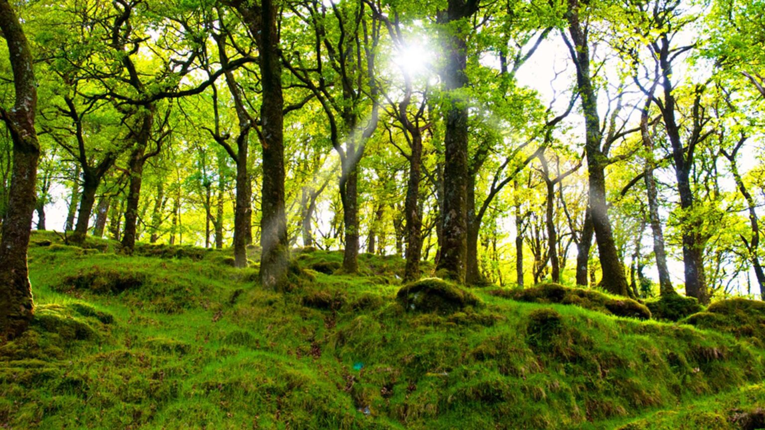 5 of the Greenest Places in the World - Tomorrow's World Today®