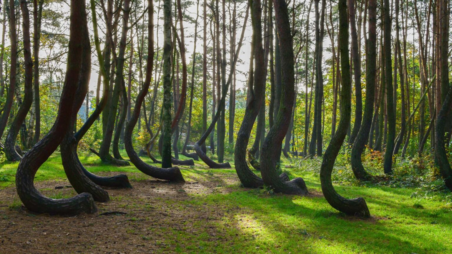 These Trees In a Polish Forest Have Mysteriously Grown Crooked - Tomorrow's World Today®