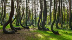 These Trees In a Polish Forest Have Mysteriously Grown Crooked ...