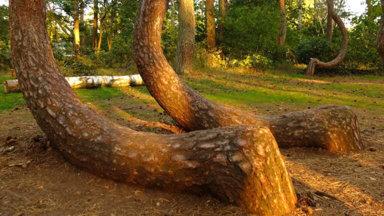 These Trees In a Polish Forest Have Mysteriously Grown Crooked ...