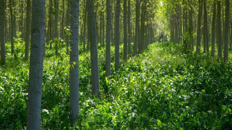 Scientists Use Genetic Editing to Produce More Sustainable Wood ...