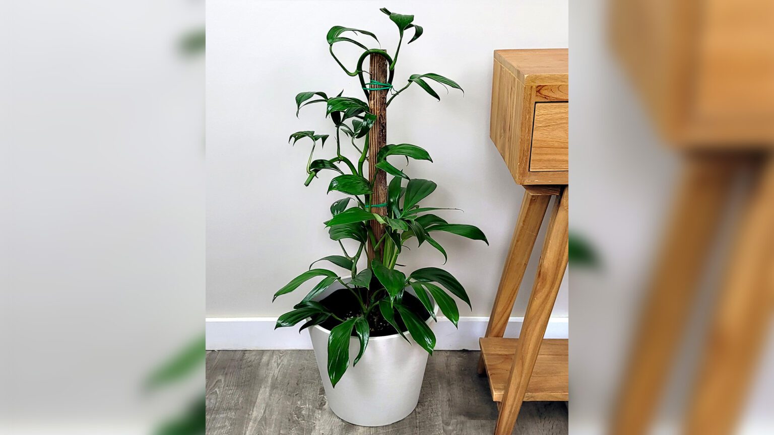 4 Underrated Houseplants, According to Experts - Tomorrow's World Today®