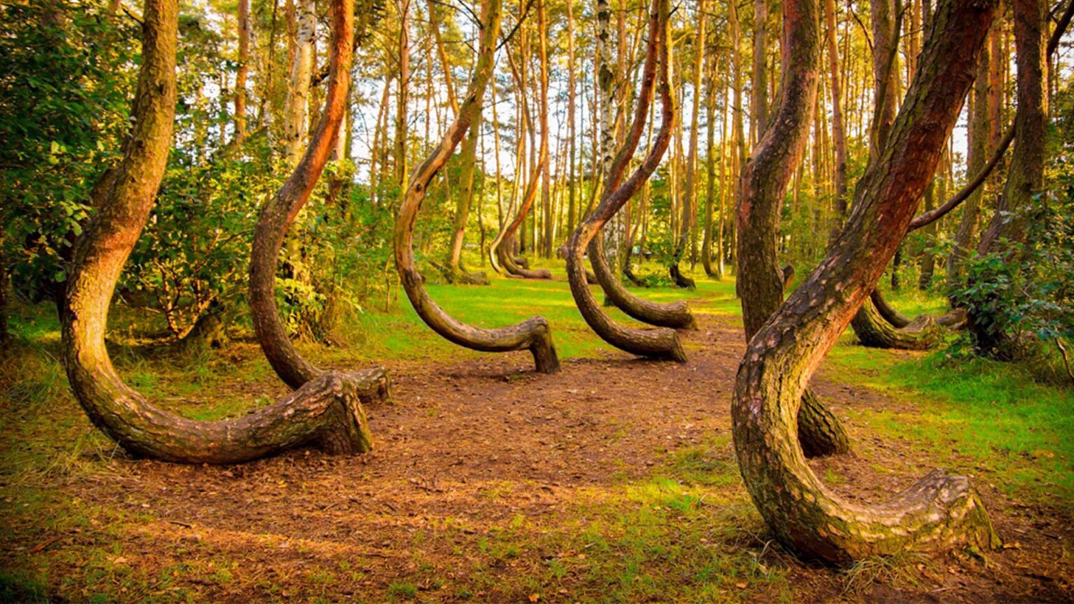 These Trees In a Polish Forest Have Mysteriously Grown Crooked ...
