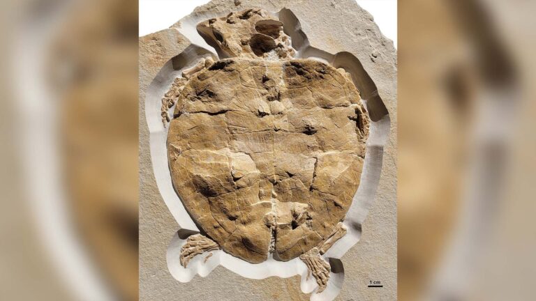 Scientists Discover Preserved Fossil of a 150-Million-Year-Old Turtle ...