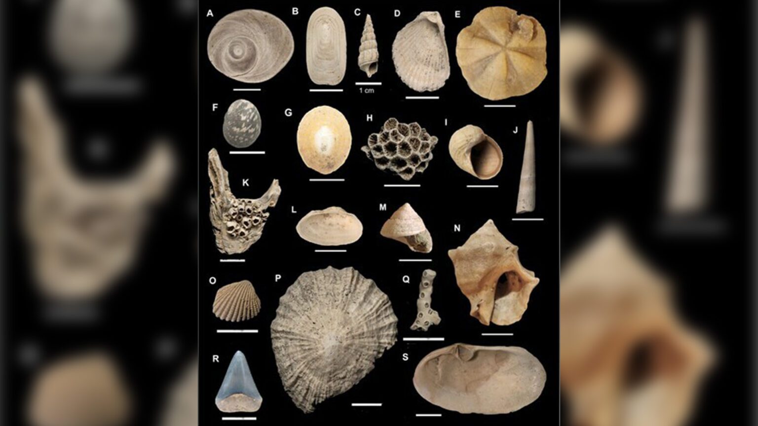 Rare Fossils Discovered at Sewer Plant - Tomorrow's World Today®