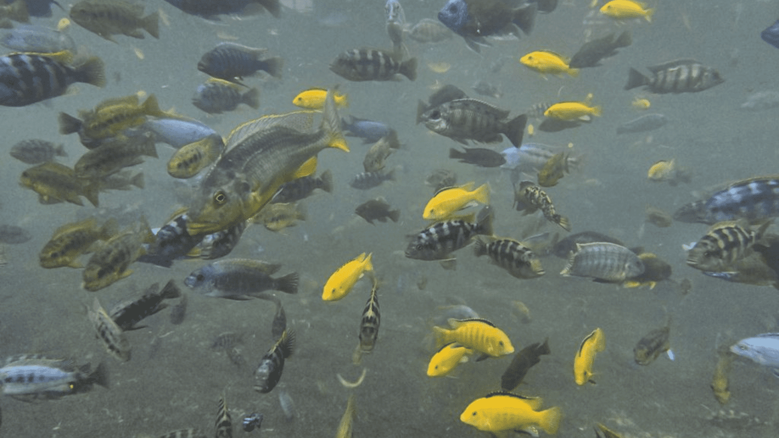How 500 Fish Species Rapidly Evolved in Lake Victoria - Tomorrow's ...