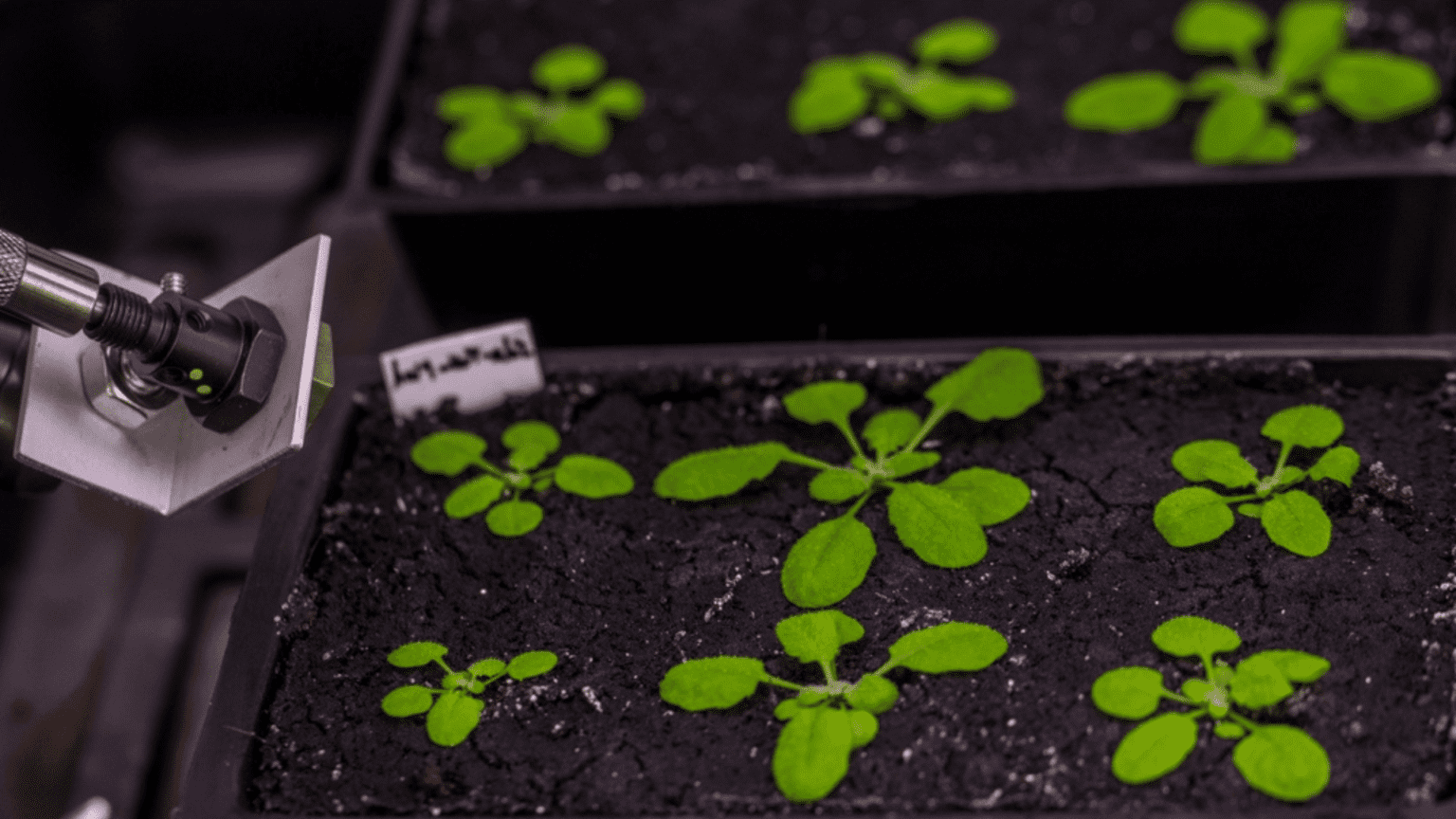Scientists Genetically Engineered Plants to Change Color When Exposed ...