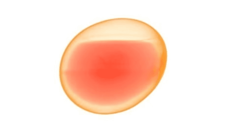 Researchers 3D Scan the World’s Oldest Uncracked Egg - Tomorrow's World ...