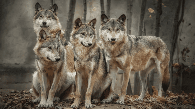 Mutant Wolves in Chernobyl Have Evolved Anti-Cancer Abilities ...