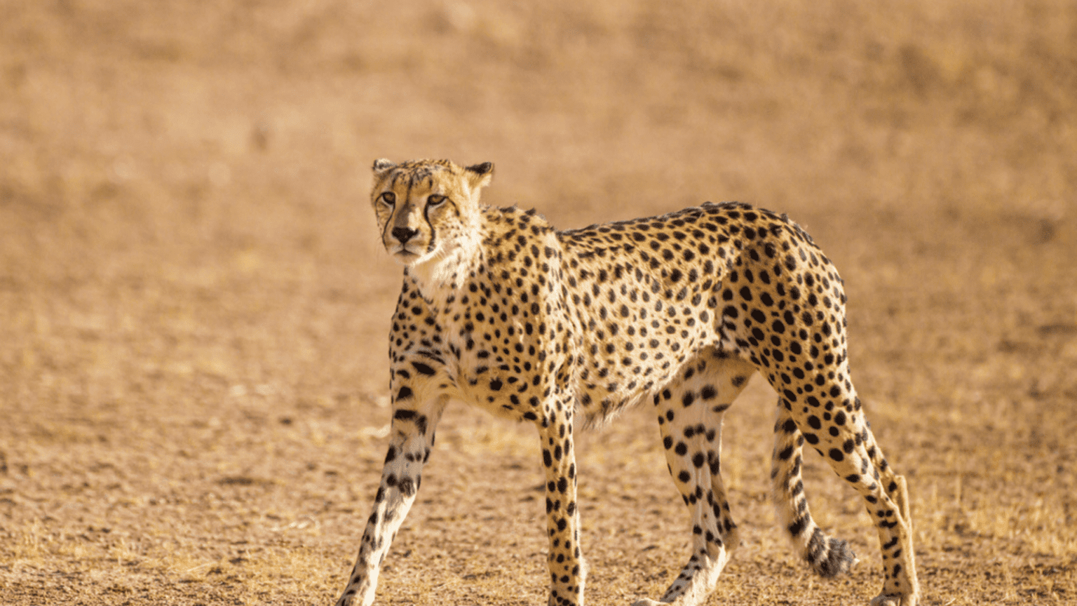 Researchers Discover Secret to Cheetahs’ Unparalleled Speed - Tomorrow ...