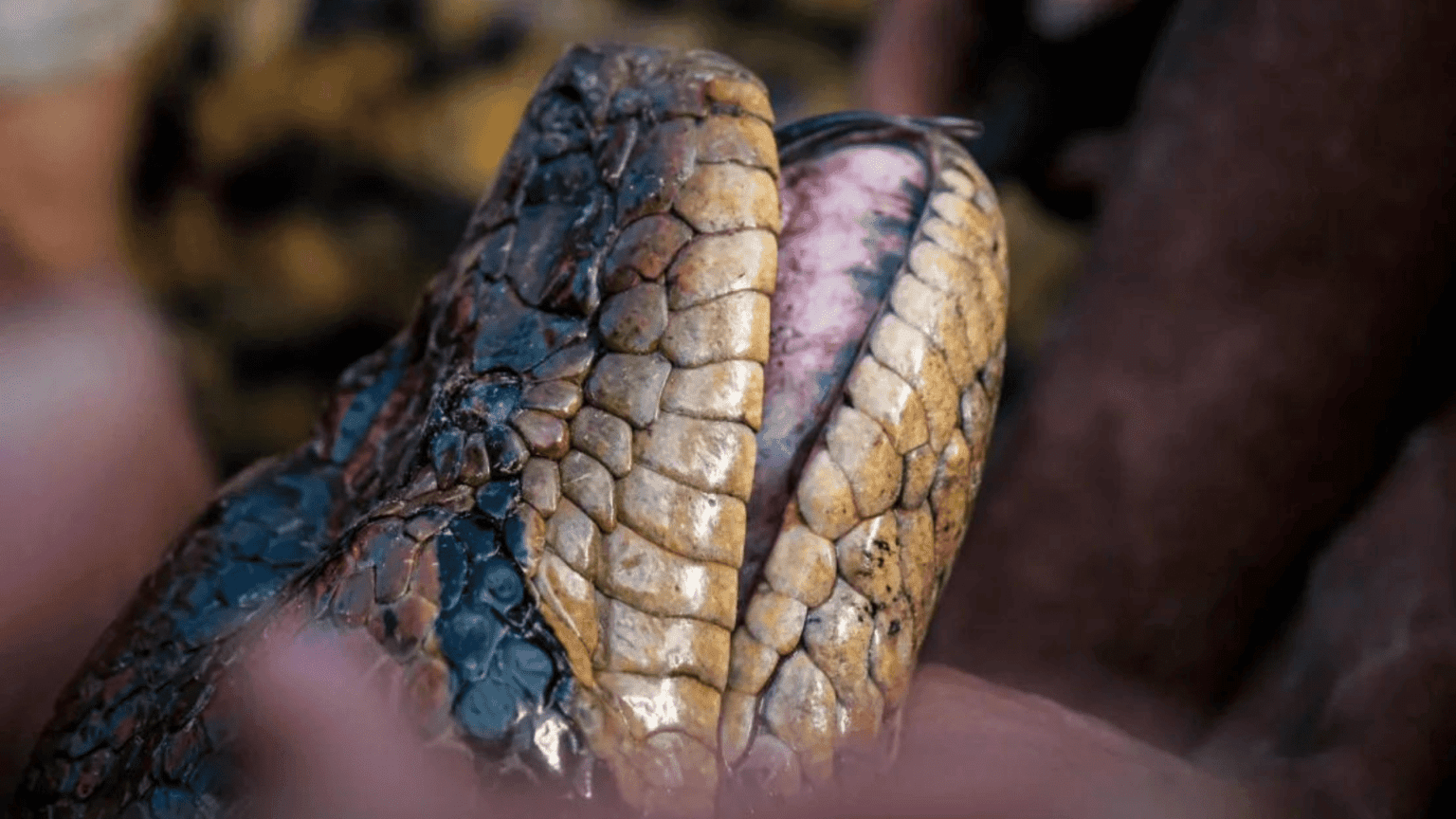 Giant New Snake Species Discovered in the Amazon - Tomorrow's World Today®
