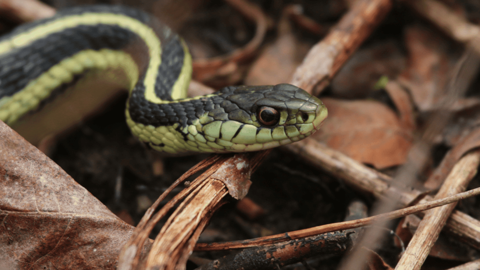 Snakes Show Self-Recognition Capabilities in Smell-Based Mirror Test ...
