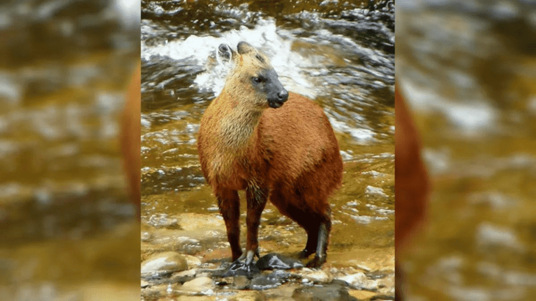 Tiny Deer Species is the First Discovered In South America For Over 60 ...