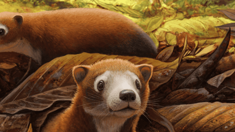 This Tiny Animal Could Be the Ancestor of Cows, Pigs, And Deer ...