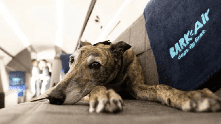 BARK Air: New Airline For Dogs Just Had its First Flight - Tomorrow's ...