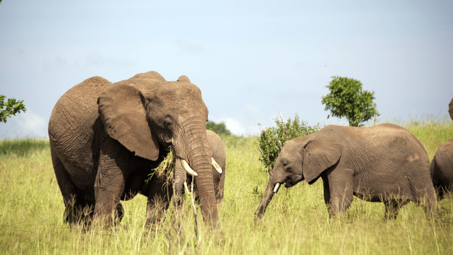 NASA is Helping Endangered Animals & Their Habitats From Space ...