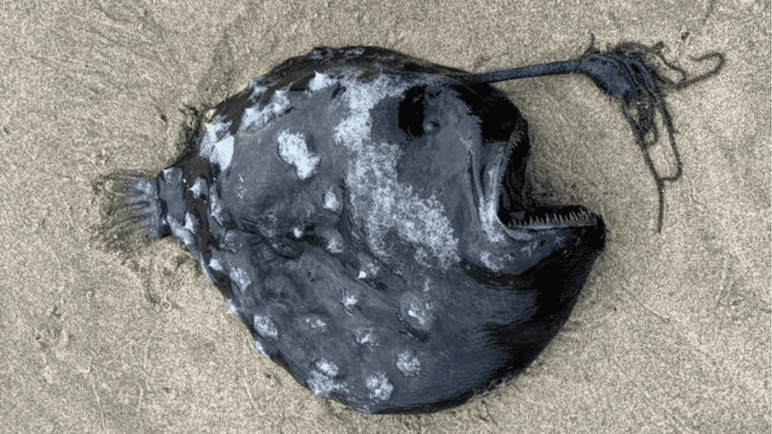 Extremely Rare Deep-Sea Fish Washes Up on Oregon Beach - Tomorrow's ...
