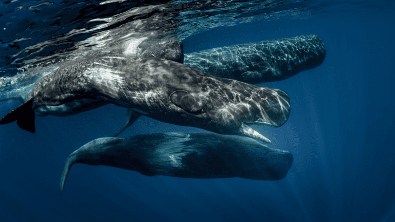 Sperm Whale Communication May Be Similar to Human Language - Tomorrow's ...