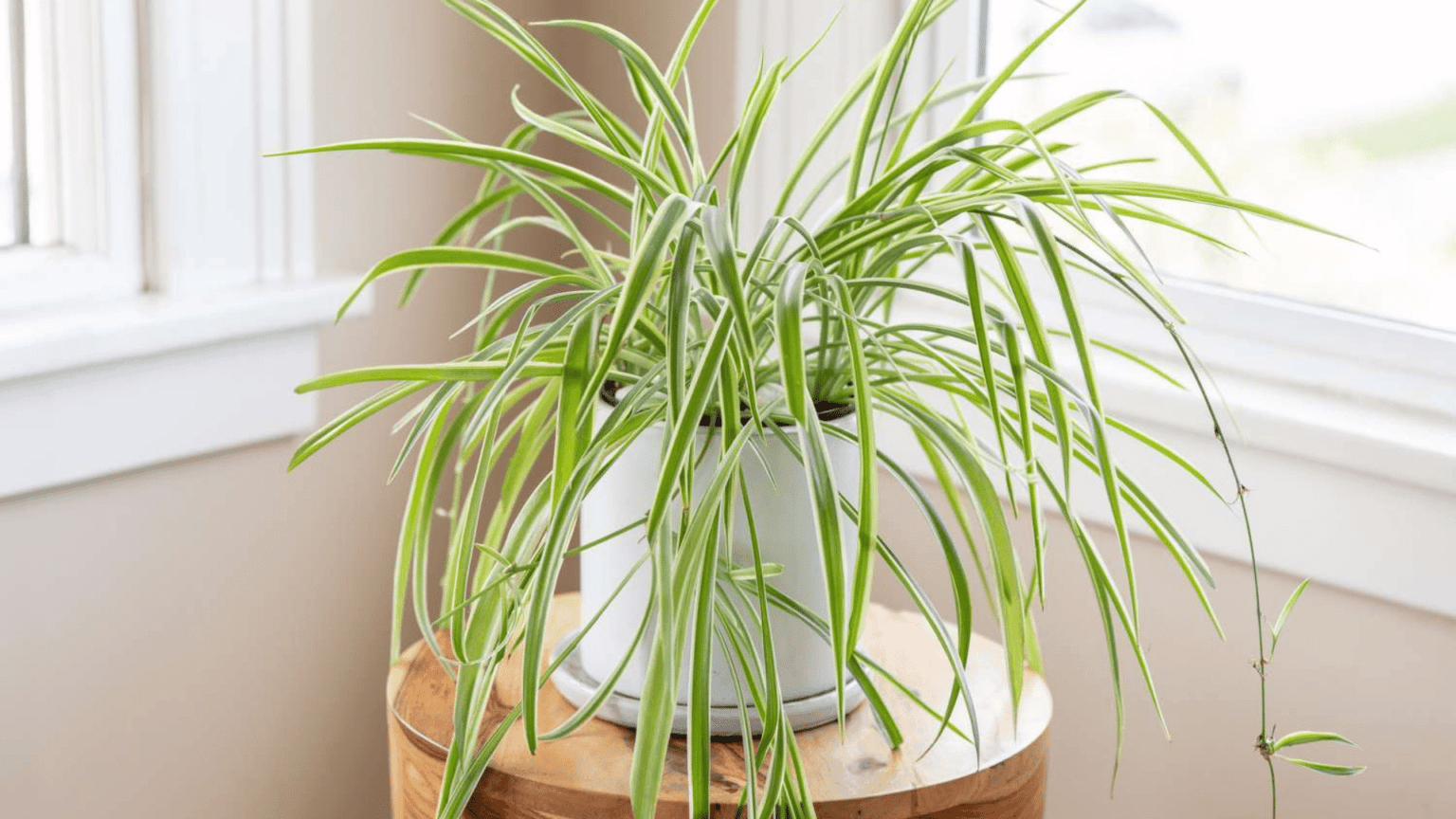 7 Houseplants That Could Help to Cool Your Home, According to NASA ...