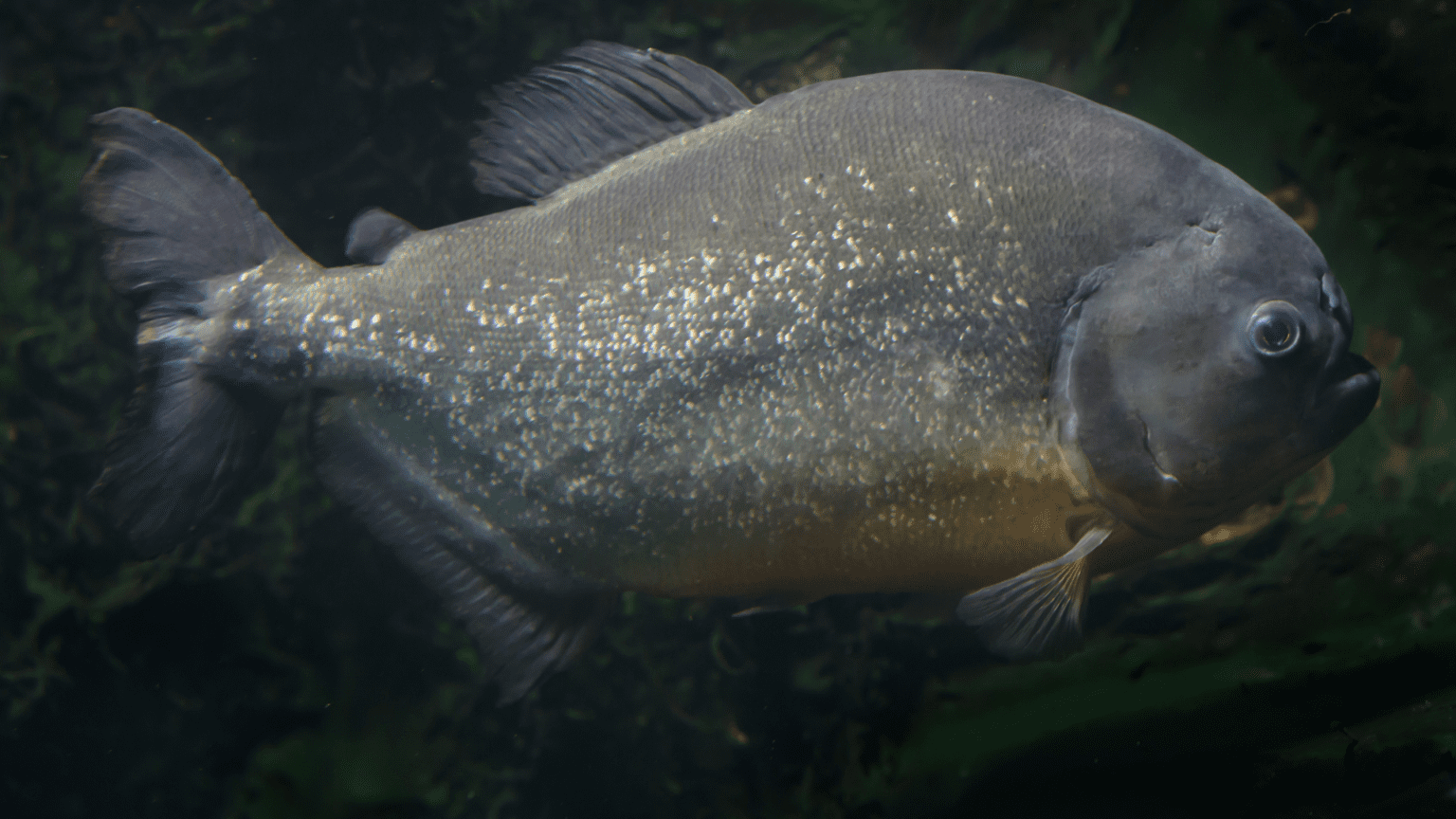 Researchers Discover Piranha-Like Fish with "Human Teeth" - Tomorrow's ...