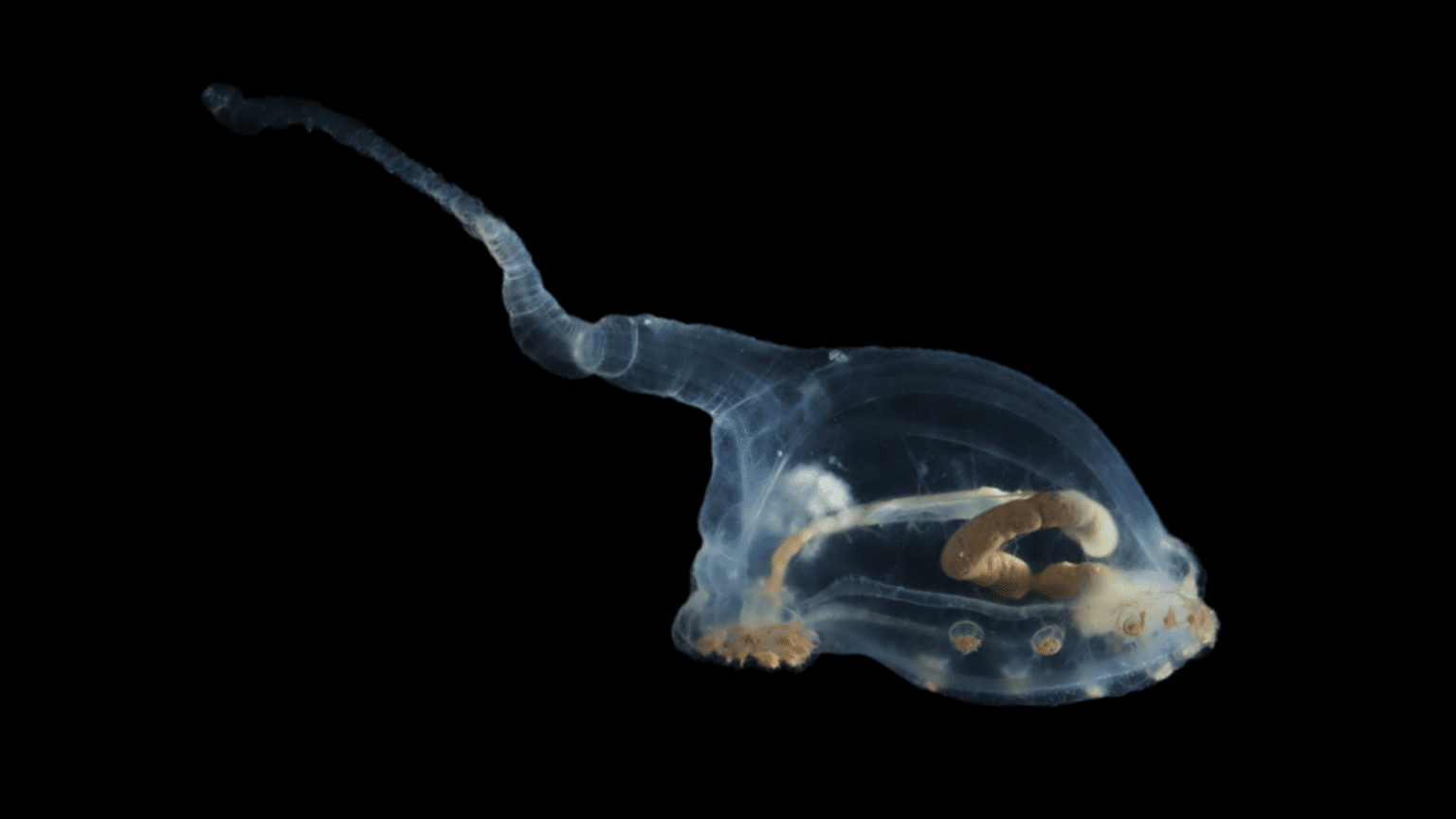 Unknown, Alien-Looking Species Discovered in the Deep-Sea - Tomorrow's ...