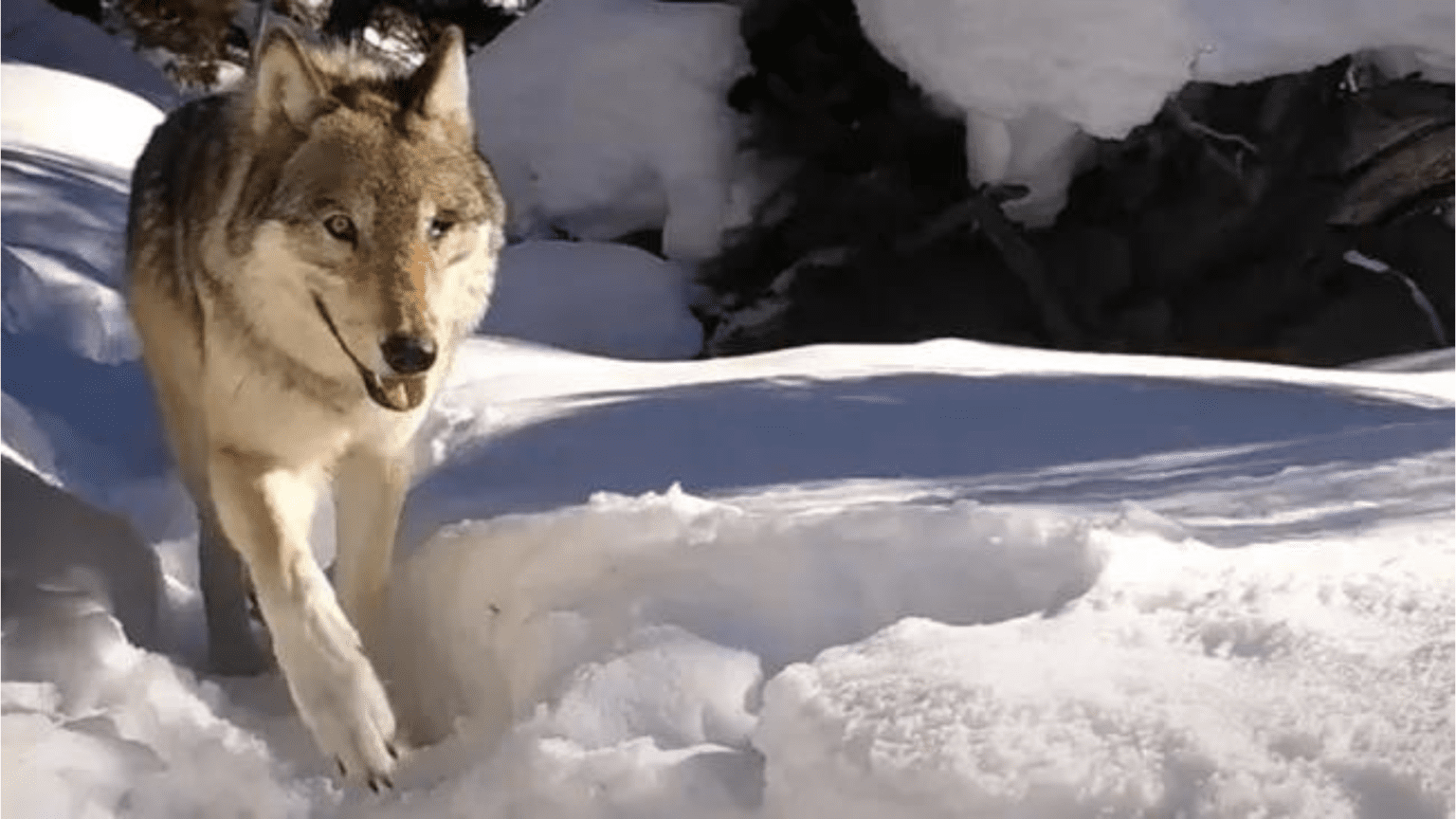 Yellowstone Wolf Has 10th Litter of Pups at Age 11 - Tomorrow's World ...
