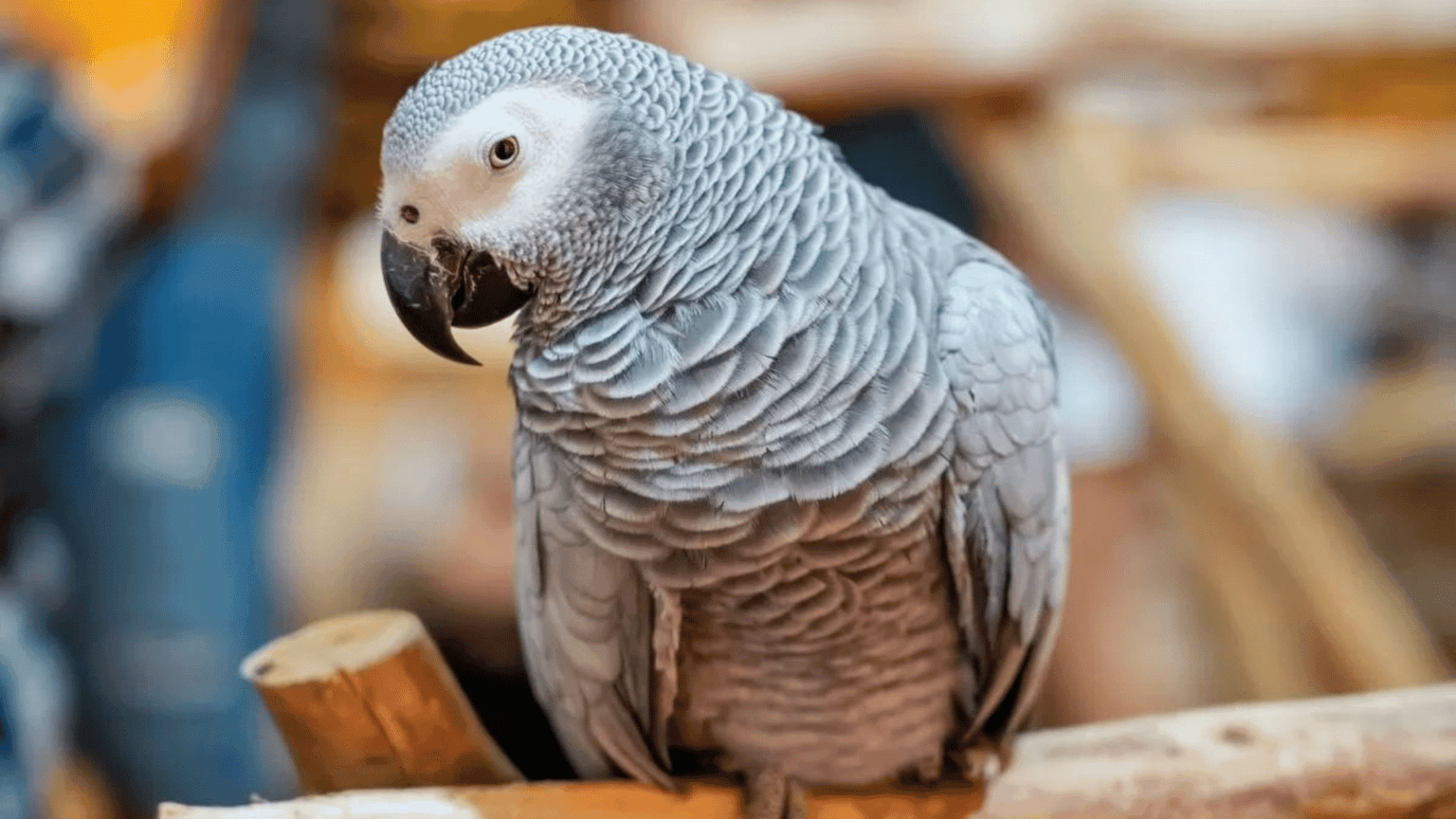 African Grey Parrot Breaks Guinness World Record - Tomorrow's World Today®