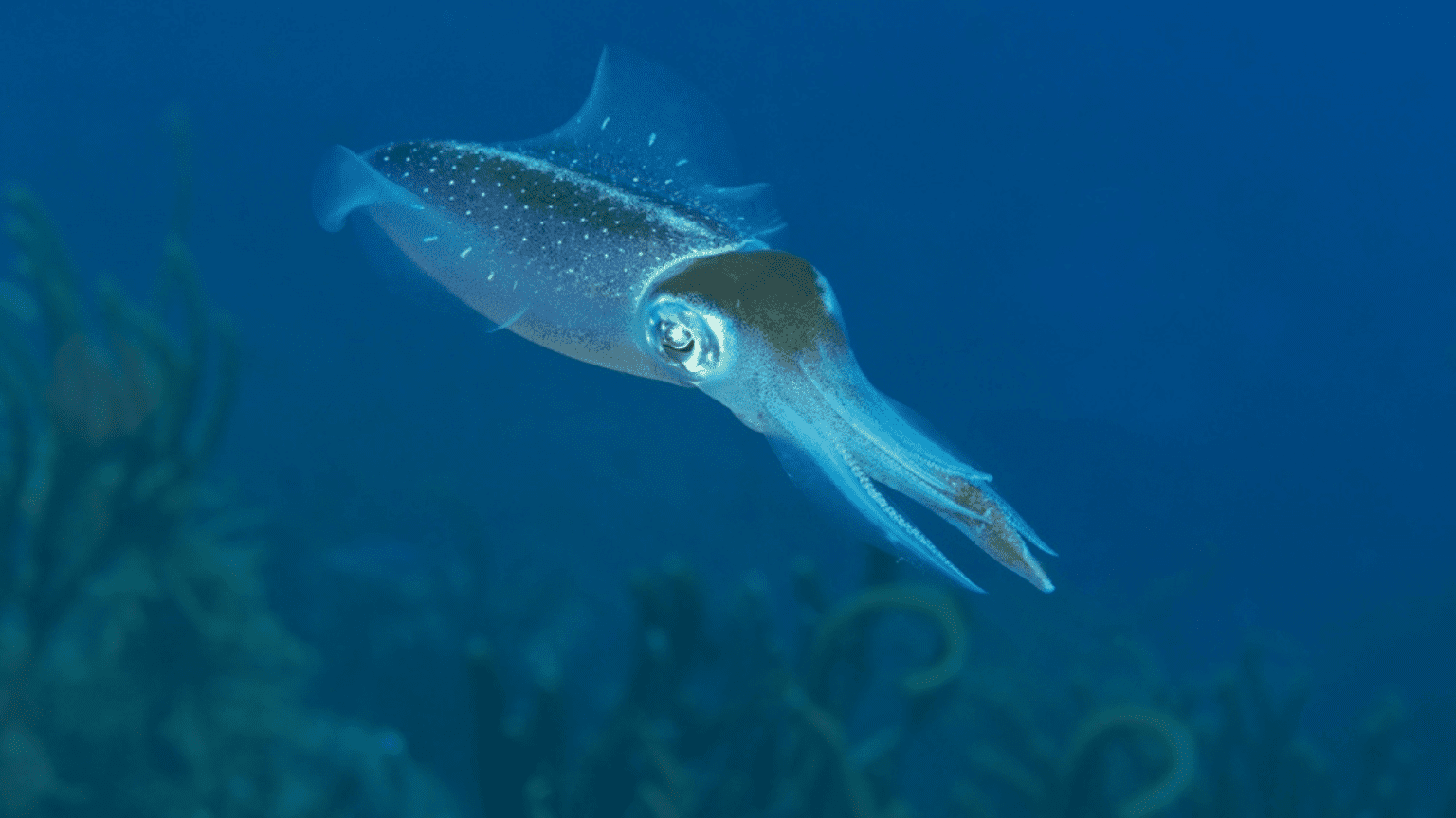 Chromophores in Octopus and Squid Skin Could Protect Us From The Sun ...