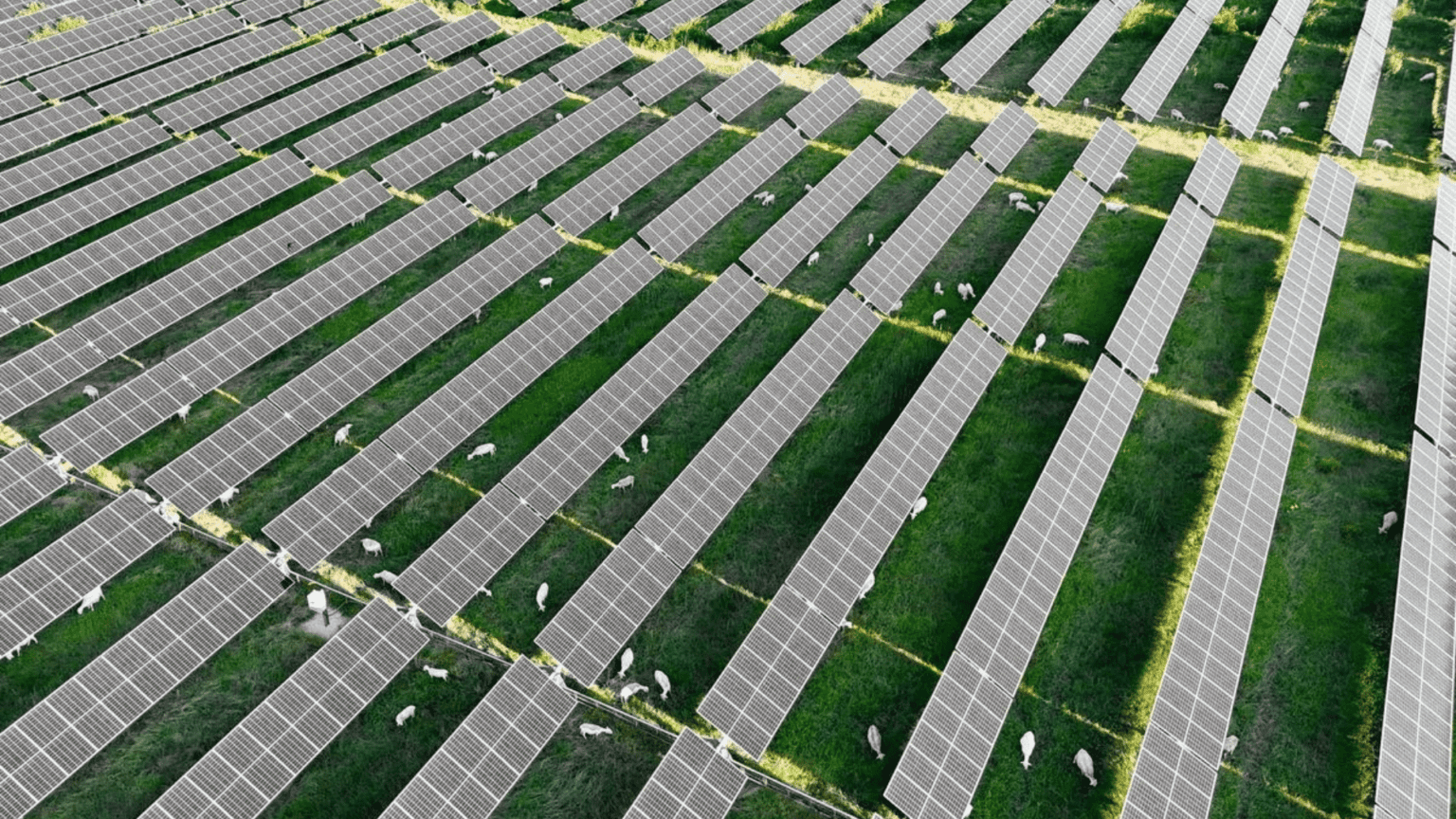 Over 6,000 Sheep Will Graze Around More Than 10,000 Acres of Solar ...